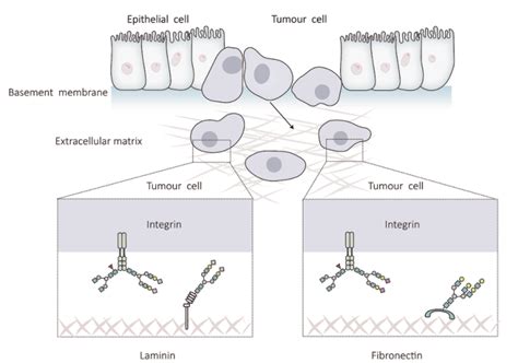 Cell Death Dis N 糖基化修饰在癌症发病中的作用 生物科技 健康一线资讯