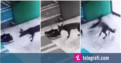 Dhelpra Mori Këpucën E Imamit Në Një Xhami Në Turqi Telegrafi Telegrafi