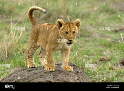African Lion Cub Lion Cub Lions Panthera Leo Big Cats Predators