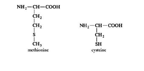 Ib Dp Biology Topic 2 Molecular Biology 24 Proteins Question Bank Sl