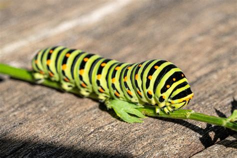 Chenilles Vertes Dans Le Jardin Les Astuces Pour Sen Débarrasser
