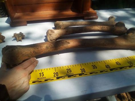La Historia Del Gigante De Handia Crece Con El Hallazgo De Sus Huesos