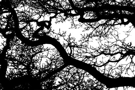 Svg árbol Bosque Madera Natural Imagen E Icono Gratis De Svg Svg