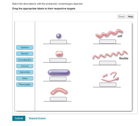 Solved Match The Descriptions With The Prokaryotic