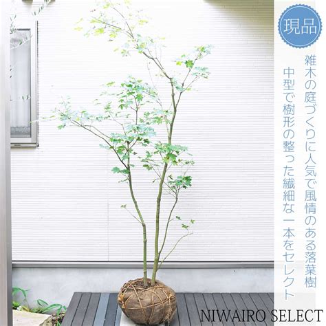 楽天市場山採りカエデ楓 コハウチワカエデ 株立ち 自然樹形 樹高H190 枝張W110cm 高木 落葉樹 シンボルツリー 小型