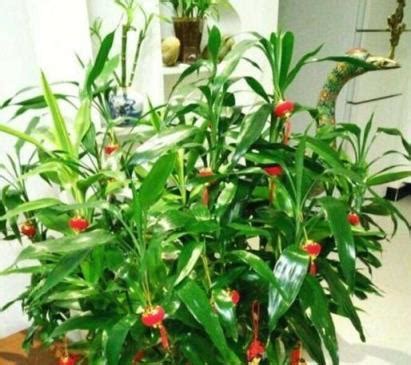 新買的富貴竹用這水養比清水生根快3倍新葉寬又綠 imomo植物識別