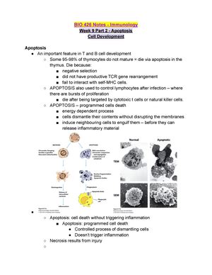 BIO Lecture Part Summer BIO Immunology Summer Phagocytosis Lecture