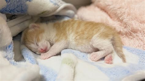 半日ひとりぼっちで鳴いていた生後1週間の子猫を保護ミドくん日記 1Rescued kitten that had been meowing