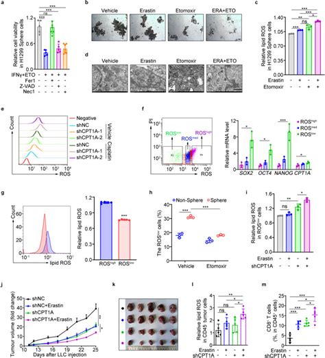 Human Nsclc Cell Line H1299 Atcc Bioz
