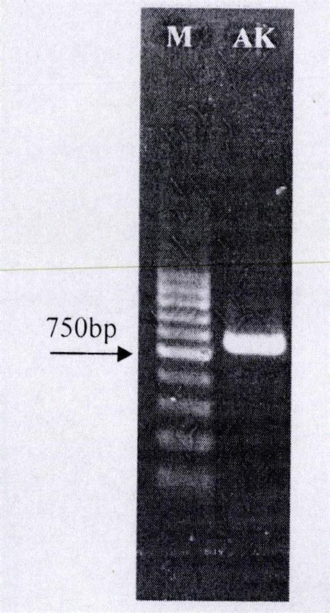 一种绿盲蝽精氨酸激酶基因片段及其克隆方法与流程
