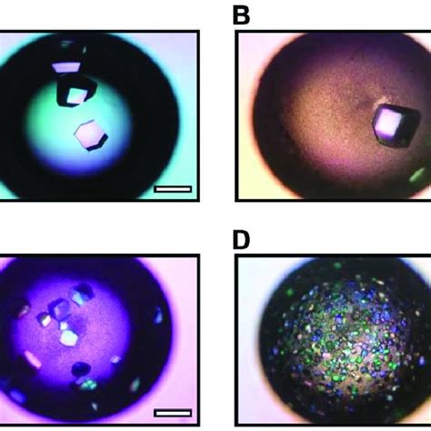 Micrographs Of Lysozyme Crystals In The Absence Of Layered Silicate