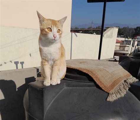 Got A Chemo Port Last Week My Sweet Girl Has Been Sleeping And Purring