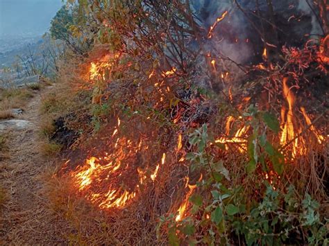 Fire Broke Out In Badagarh Jangal Bari Of Kullu Damage To Cedar And