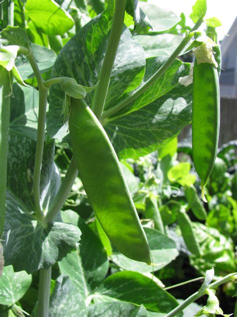 Laxtons Progress Peas Blakekahan Flickr