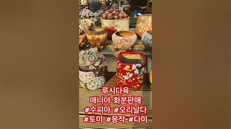 루시다육 매니아화분 판매합니다 Youtube