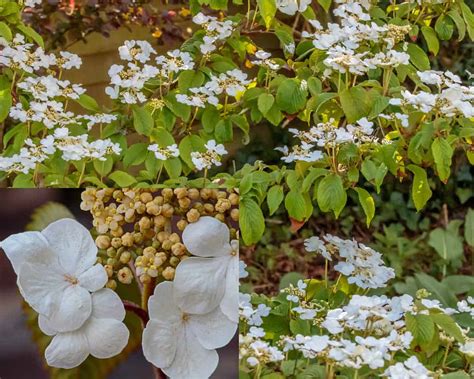 Doublefile Viburnum Care Guide Plantly