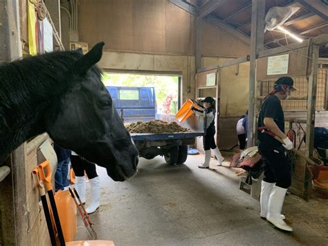【動物園・動物飼育専攻】「馬の管理」実習スタート！ 【スタッフブログ】eco日記｜名古屋eco動物海洋専門学校
