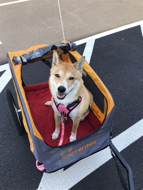 Yes Its Ginger Again Showing Off Her Bike Trailer That Smile 😊 Rshiba