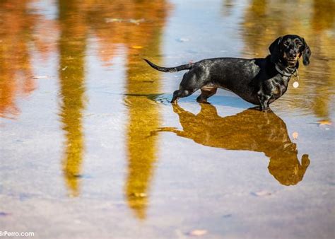 La mayoría de las razas caninas son altamente endogámicas algo que perjudica gravemente la