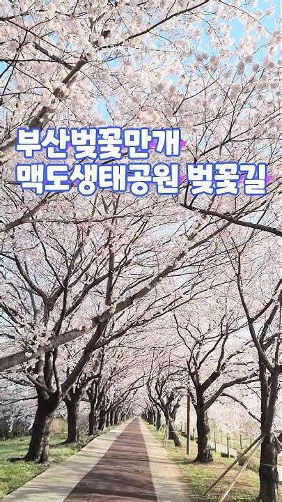 Shorts 부산벚꽃길 맥도생태공원벚꽃 부산벚꽃 Youtube
