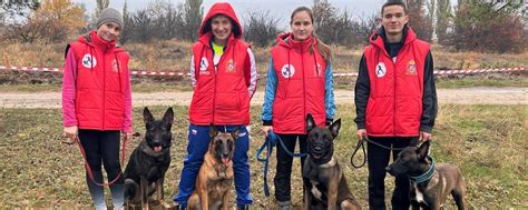 Кинологический спорт Московская область Кинологический биатлон гонка