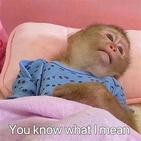 穿着蓝衣的小猴子躺床上，配文you Know What I Mean超可爱 奇怪的表情包增加了表情包图片动图 求表情网斗图从此不求人