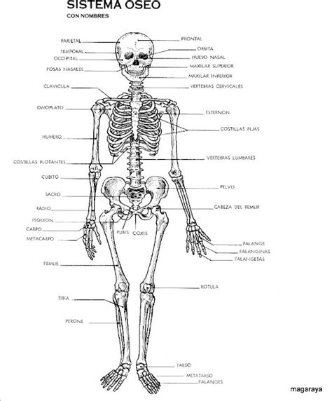 Imagenes Sistema Oseo Para Imprimir Imagui