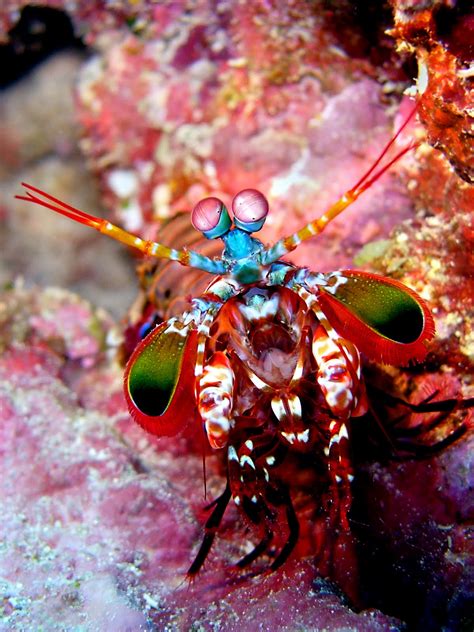 Dont Mess With The Peacock Mantis Shrimp Featured Creature