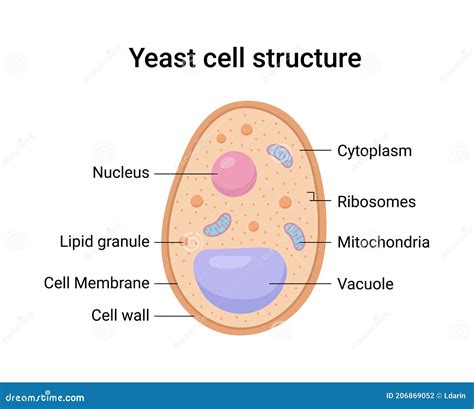 Structure Of Candida Albicans Infographics Vector Illustration On