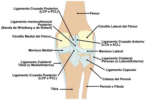 Los Tejidos Blandos Y Duros Que Forman Parte De La Rodilla