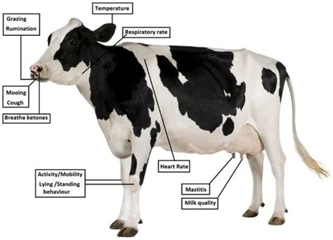 Computers Free Full Text Non Invasive Sensor Technology For The Development Of A Dairy