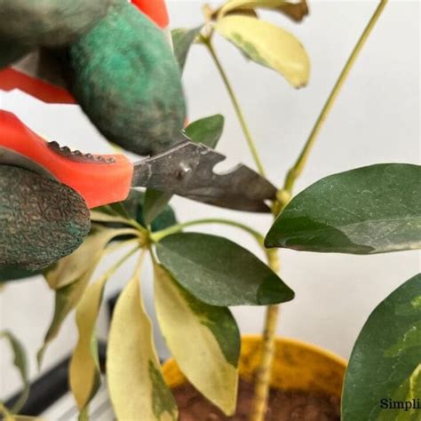 How To Prune A Schefflera Plant A Step By Step Guide Simplify Plants