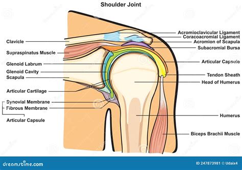 Shoulder Joint Anatomy Infographic Diagram Physiology Physiotherapy Medical Science Cartoon