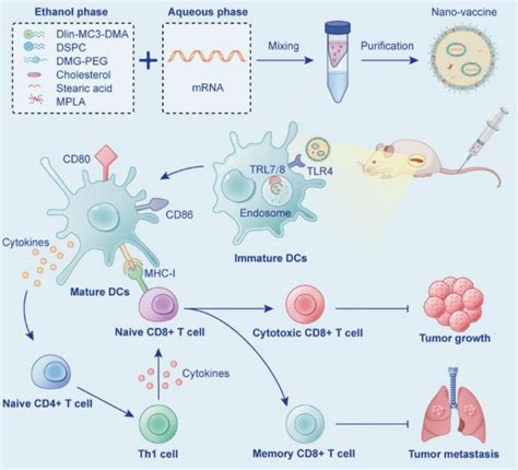 Lnps选择性共递送mrna和tlr4至脾脏发挥强效肿瘤免疫作用的研究 生物器材网