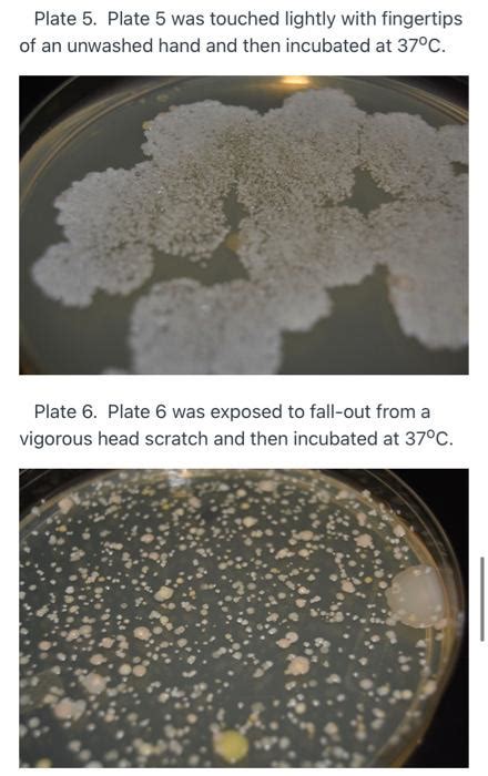 Solved Name Date Lab Section Data Sheet 2 1 I Was Present