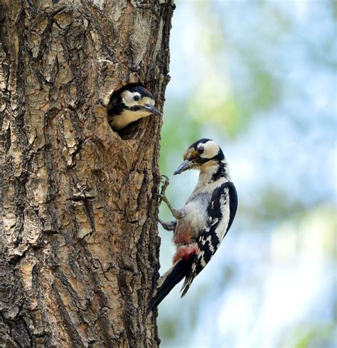 Hackspett Arkivfoto Bild Av Anhydrous Födosök Familj 31653412