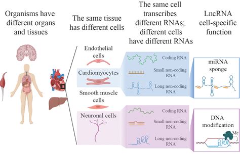 Ijms Free Full Text A Single Cell But Many Different Transcripts A