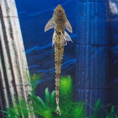 Loricara Whiptail Catfish Live Freshwater Fish Catfish Camouflage