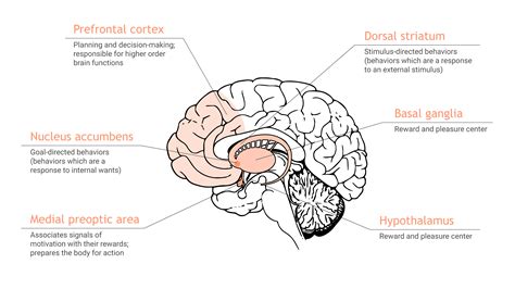 Sexual Dysfunction In Women My Sexual Health