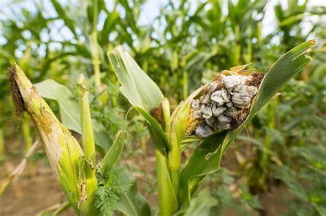 Growing Corn Beginners Guide To Planting Corn Successfully
