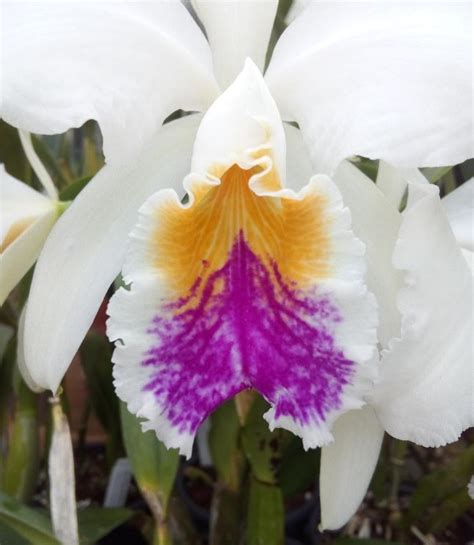 Cattleya Mossiae F Semi Alba