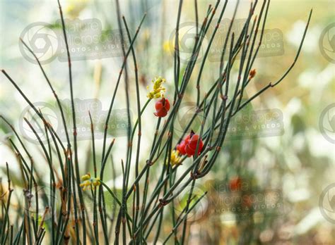 Ephedra Distachya Ephedra Distachya Gnetophyta Gnetophytes