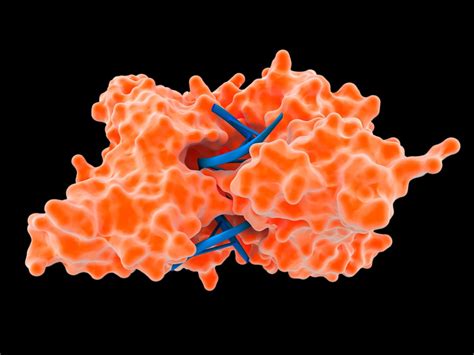 Captivating Facts About Enzyme Facts Net