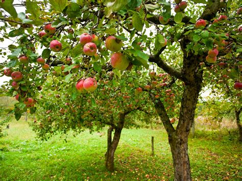 Cómo Hacer Crecer Un árbol Frutal Rápido