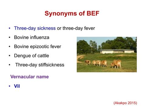 Bovine Ephemeral Fever Three Day Sickness Pptx