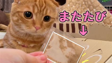 初めてマタタビを子猫にあげるとこうなります【短足マンチカン ひな子】 Youtube