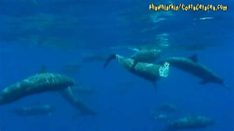 Dolphin Sex Play With Bubbles Sexo De Delfines Con Burbujas Listen To The Sounds YouTube