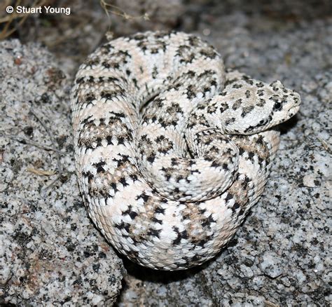 Crotalus Mitchellii Pyrrhus