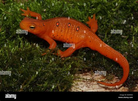 Red Eft Terrestrial Juvenile Stage Of Red Spotted Newt Notophthalmus Viridescens Viridescens