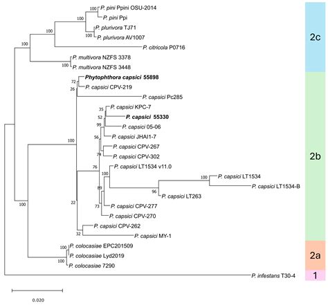 Comparative Genomic And Secretome Analysis Of Phytophthora Capsici Strains Exploring